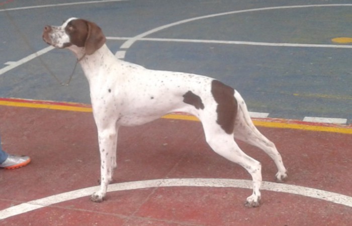 Hembras (2) FEMALES :: Moniluspointers